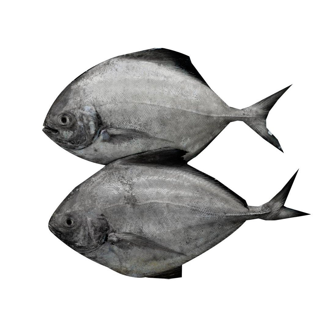 Buy Black Pomfret / Zubaidy Al Aswad / Karutha Avoli (M