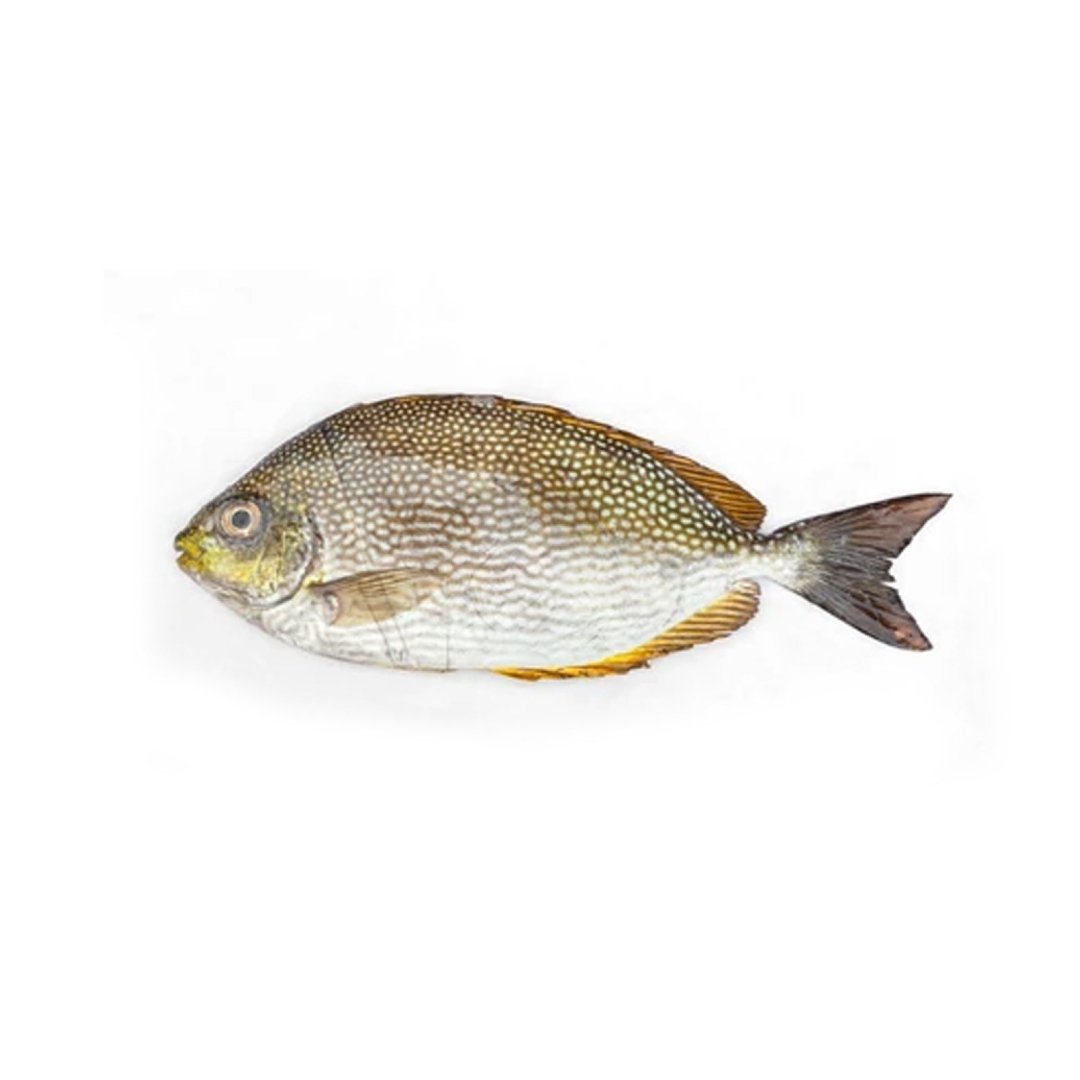 Buy Wild Safi / Omani fish/ whole cleaned 500g Online